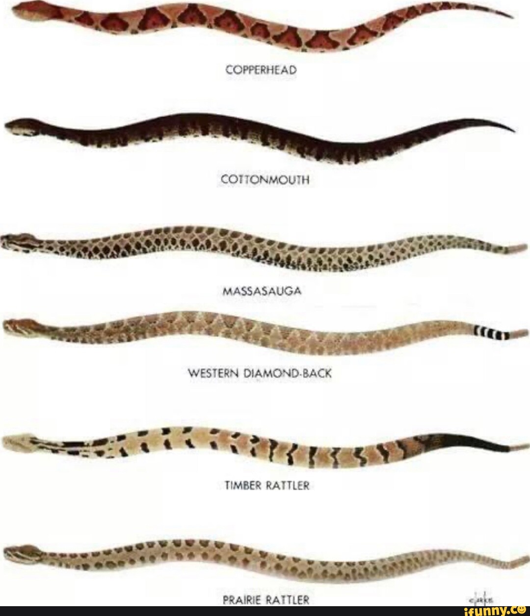 COPPERHEAD COTTONMOUTH MASSASAUGA WESTERN DIAMOND. BACK TIMBER RATTLER ...