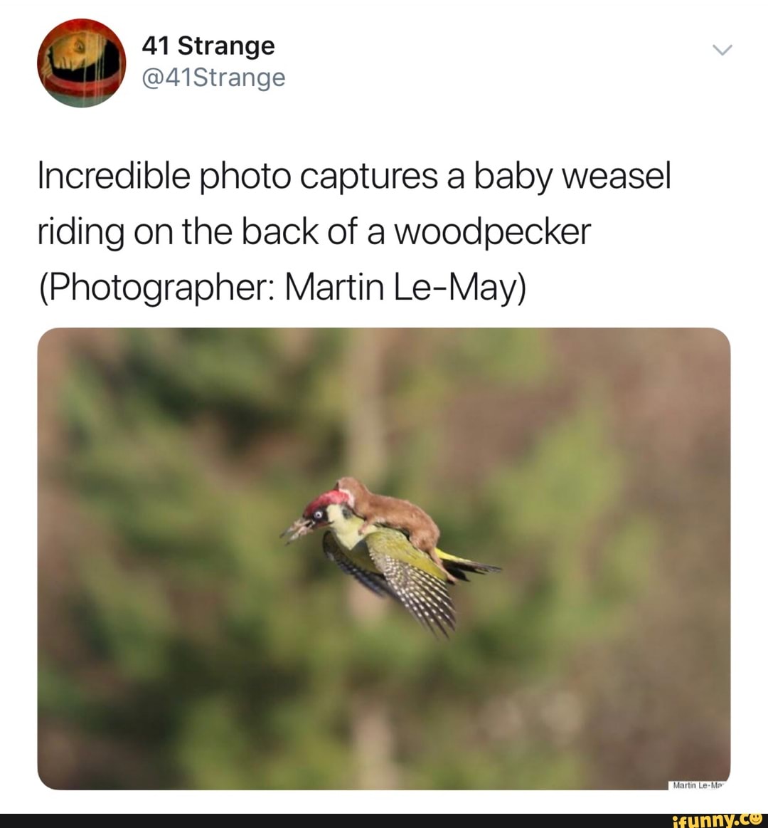 Incredible photo captures a baby weasel riding on the back of a ...