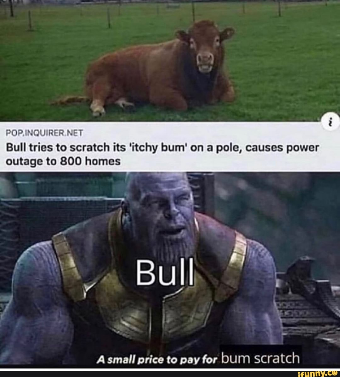 POP.INQUIRER.NET Bull tries to scratch its 'itchy bum' on a pole ...