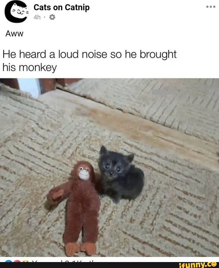 Cats on Catnip He heard a loud noise so he brought his monkey - iFunny
