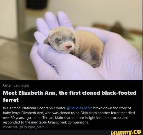 Cute Meet Elizabeth Ann, the first cloned black-footed ferret Ina ...