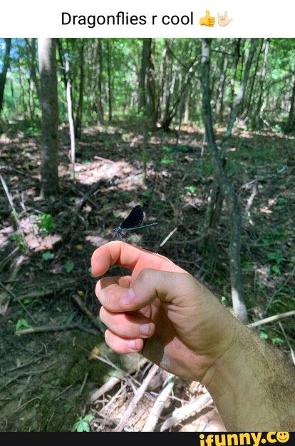 Dragonflies memes. Best Collection of funny Dragonflies pictures on iFunny