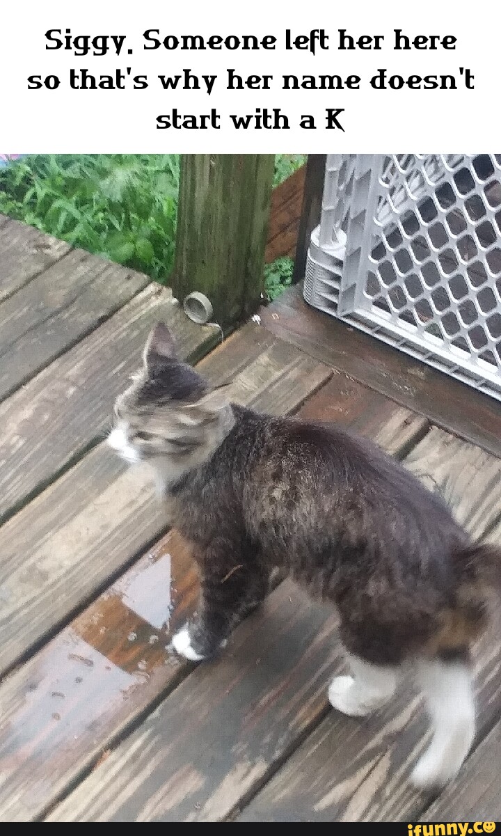 Siggy memes. Best Collection of funny Siggy pictures on iFunny