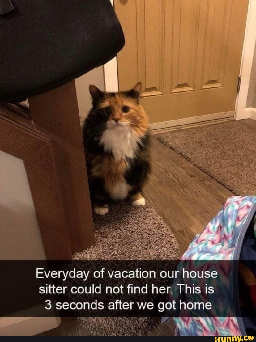 Everyday of vacation our house sitter could not find her. This is 3 ...