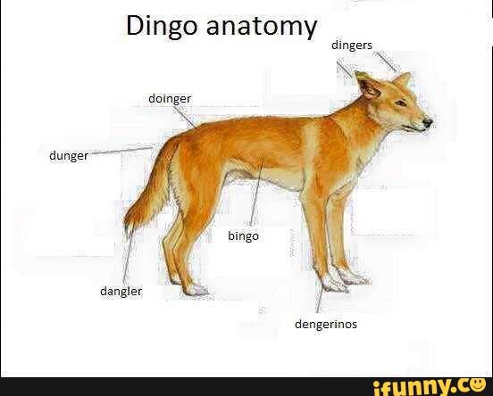 A dump of Memes that made me laugh - Dingo anatomy dingers, doinger ...