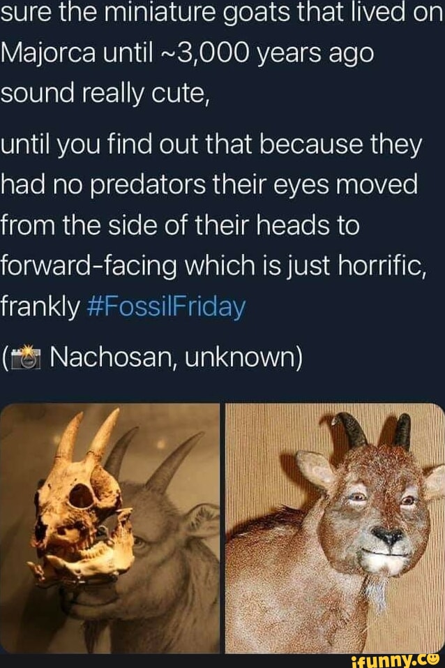 Frontfacingeyes memes. Best Collection of funny Frontfacingeyes ...