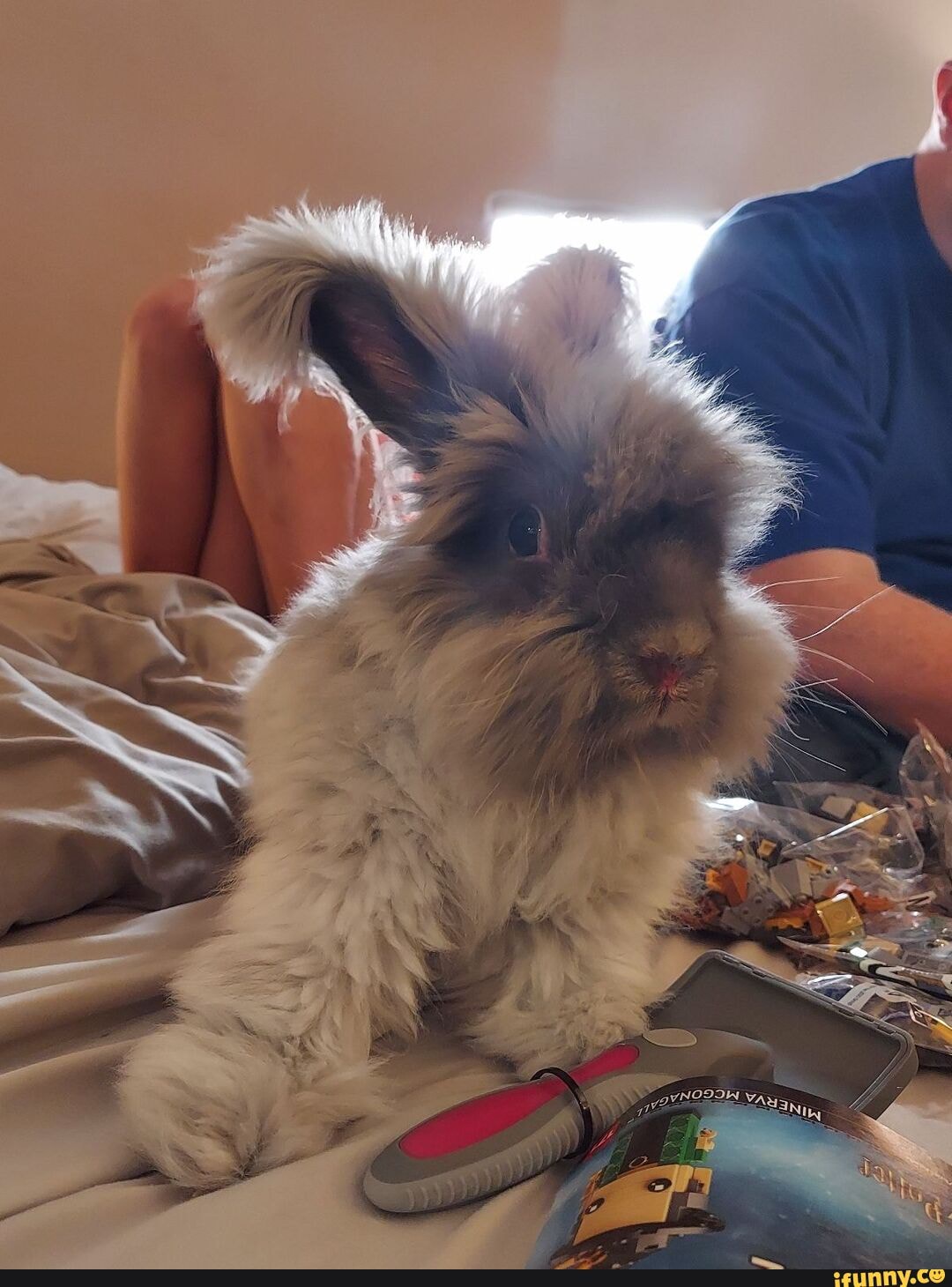 Angora memes. Best Collection of funny Angora pictures on iFunny