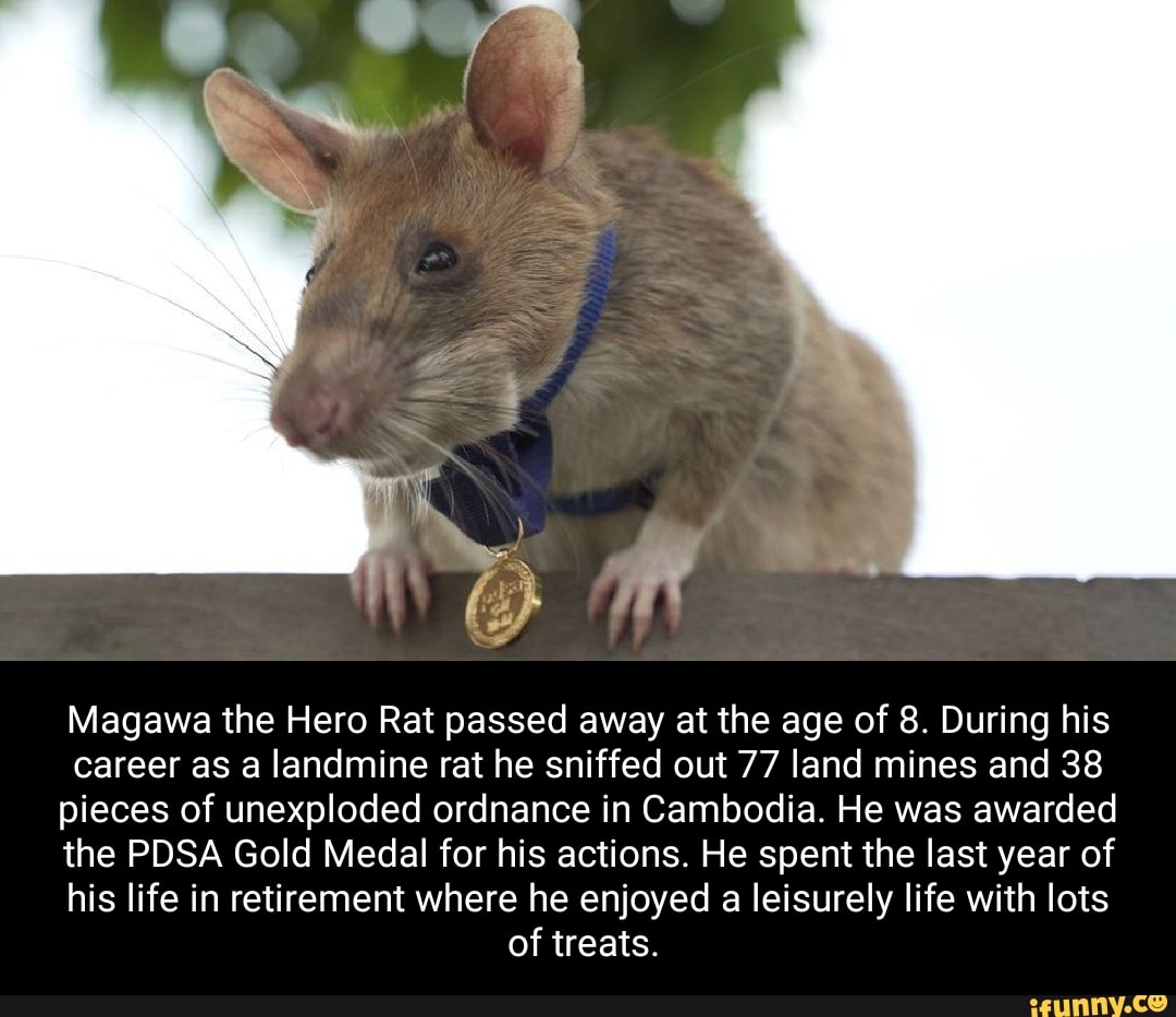 Pdsa memes. Best Collection of funny Pdsa pictures on iFunny