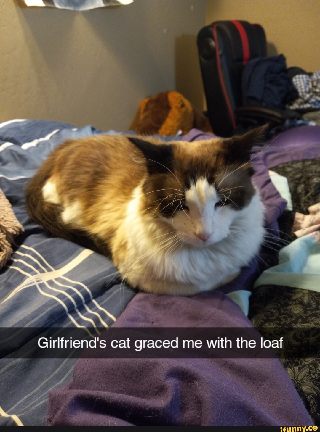 Catloaf memes. Best Collection of funny Catloaf pictures on iFunny