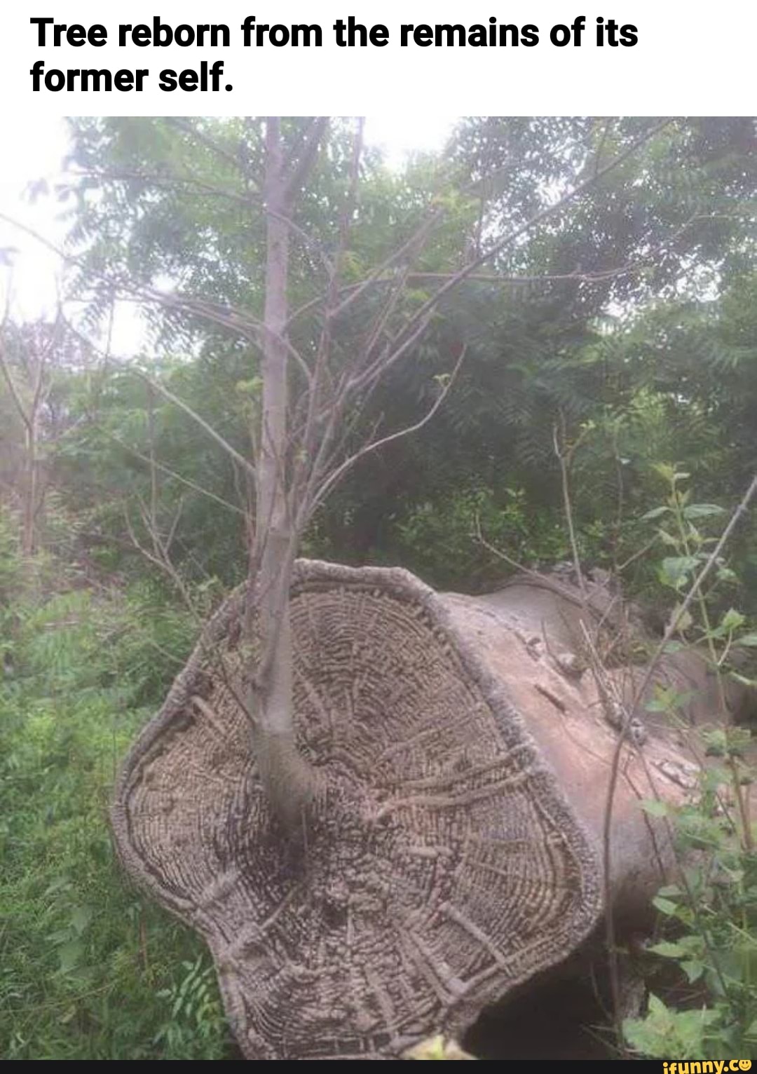 Tree reborn from the remains of its former self. - iFunny