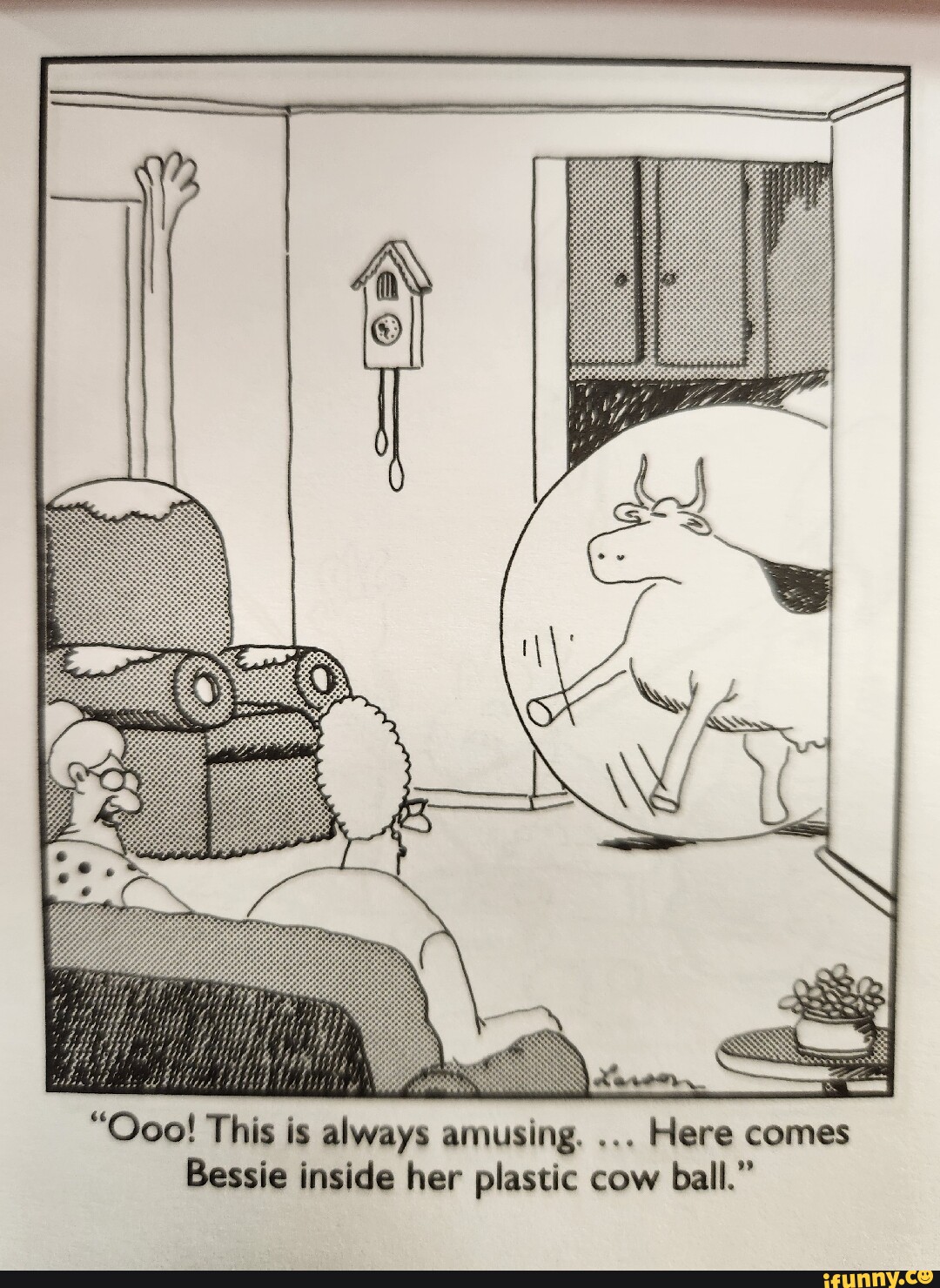 "Ooo! This is always amusing. Here comes Bessie inside her plastic cow ...