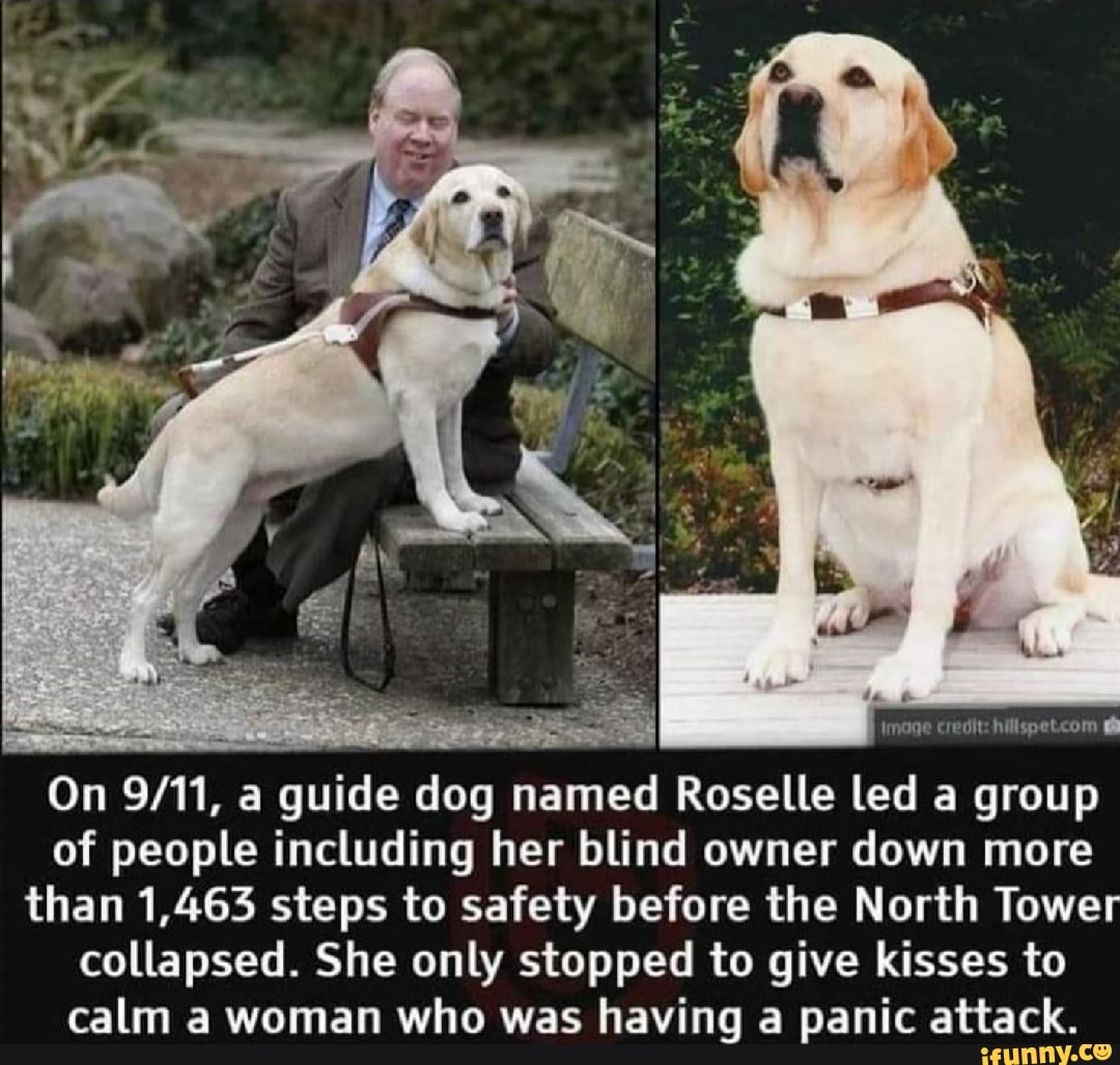Imoge Credit: hillspetcom On a guide dog named Roselle led a group of ...