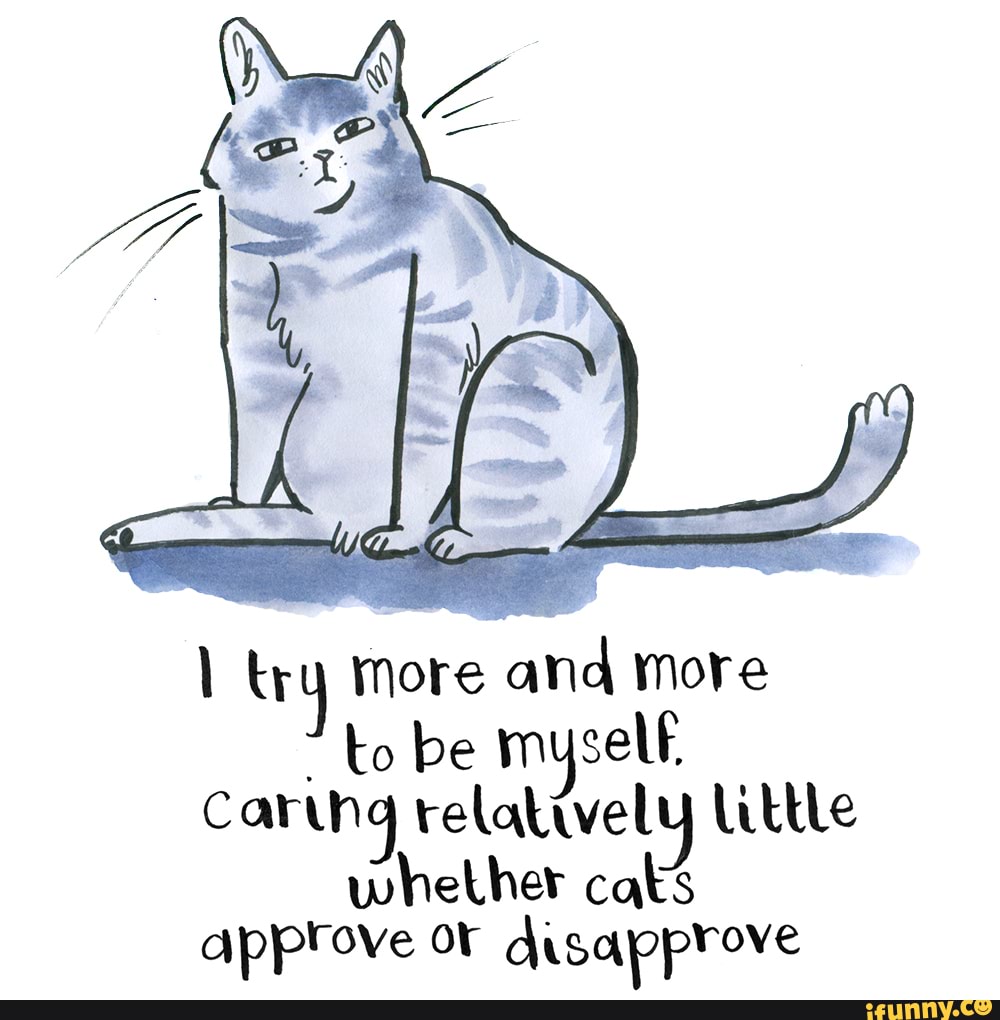 Disapproving Cat Disapproves