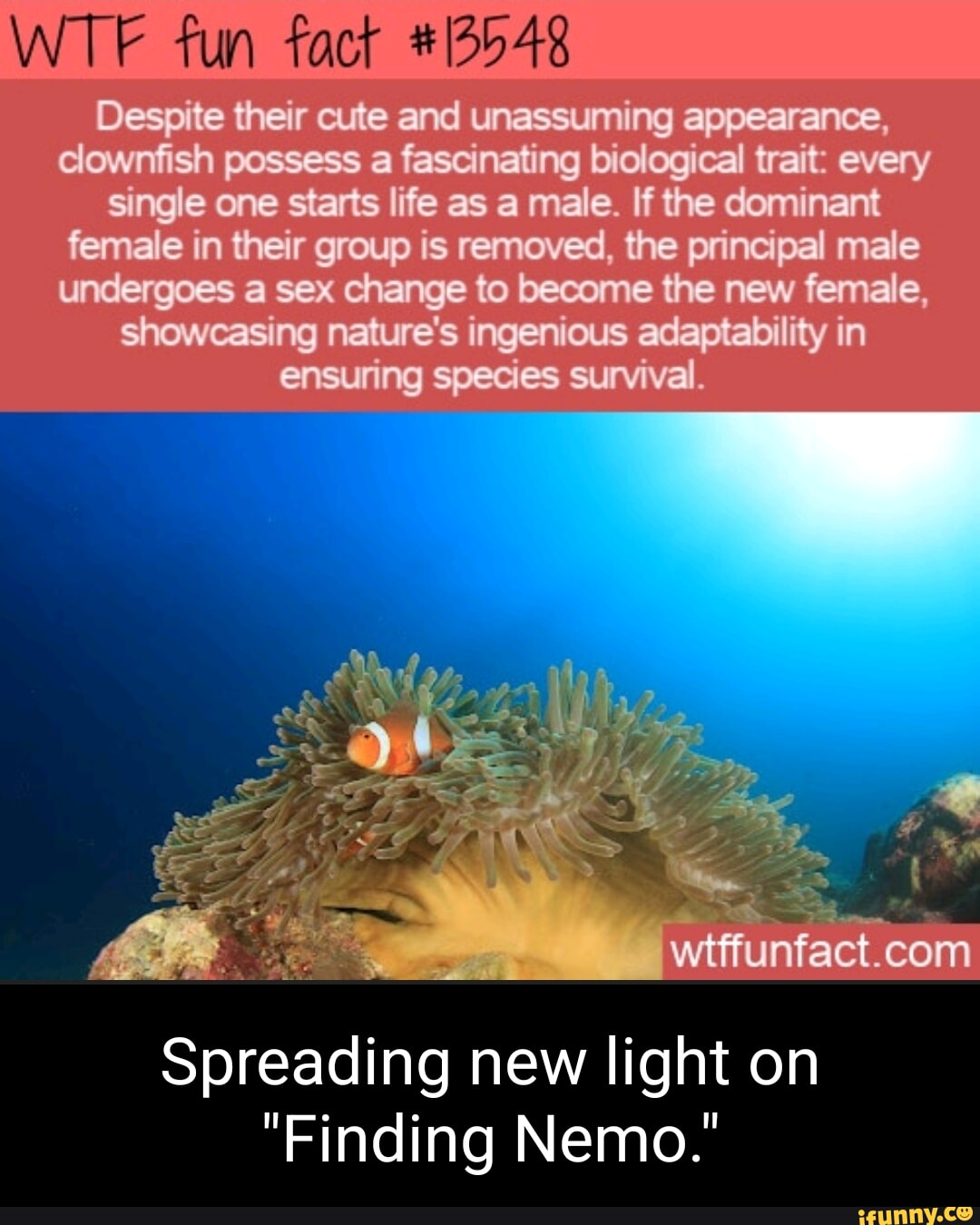 Clownfish memes. Best Collection of funny Clownfish pictures on iFunny