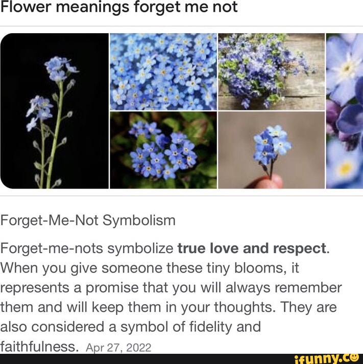 Flower meanings forget me not Forget-Me-Not Symbolism Forget-me-nots ...