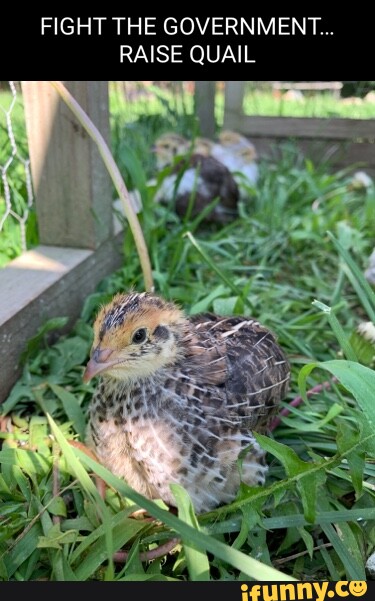 Quail memes. Best Collection of funny Quail pictures on iFunny