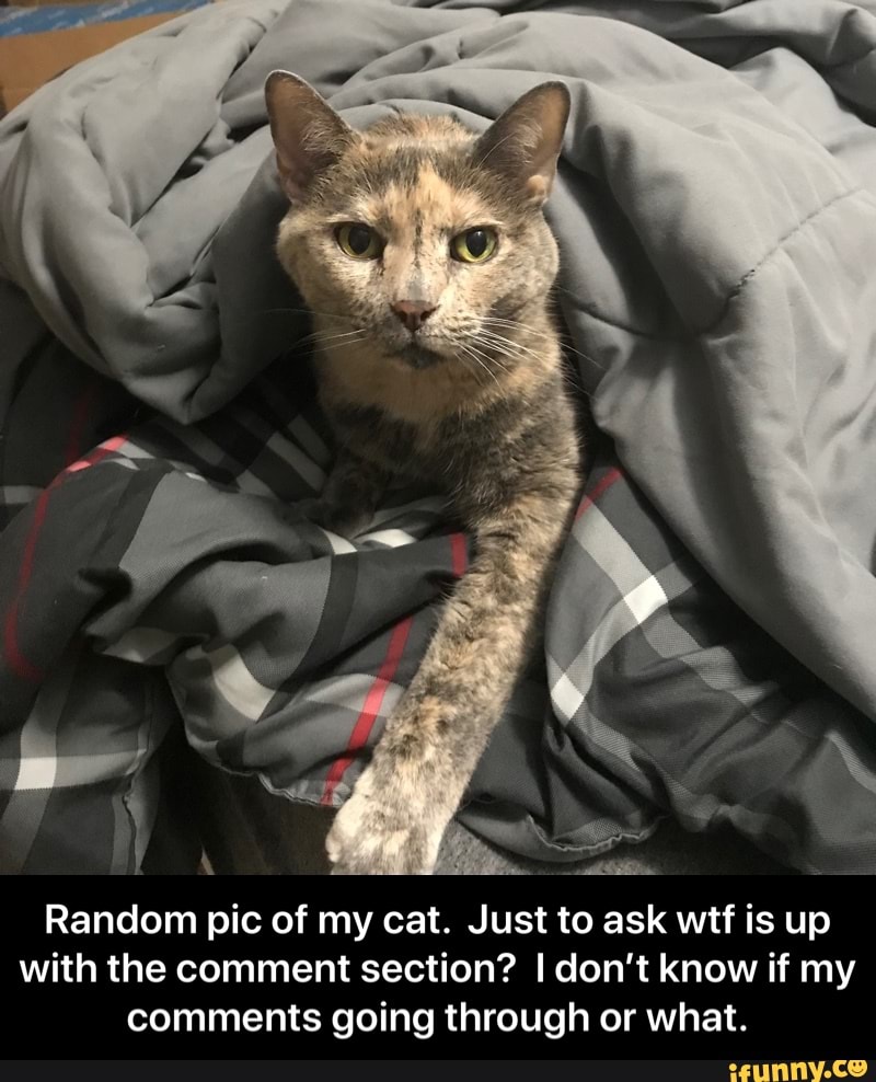 Random pic of my cat. Just to ask wtf is up with the comment section? I ...