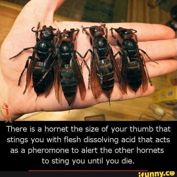 Stings memes. Best Collection of funny Stings pictures on iFunny