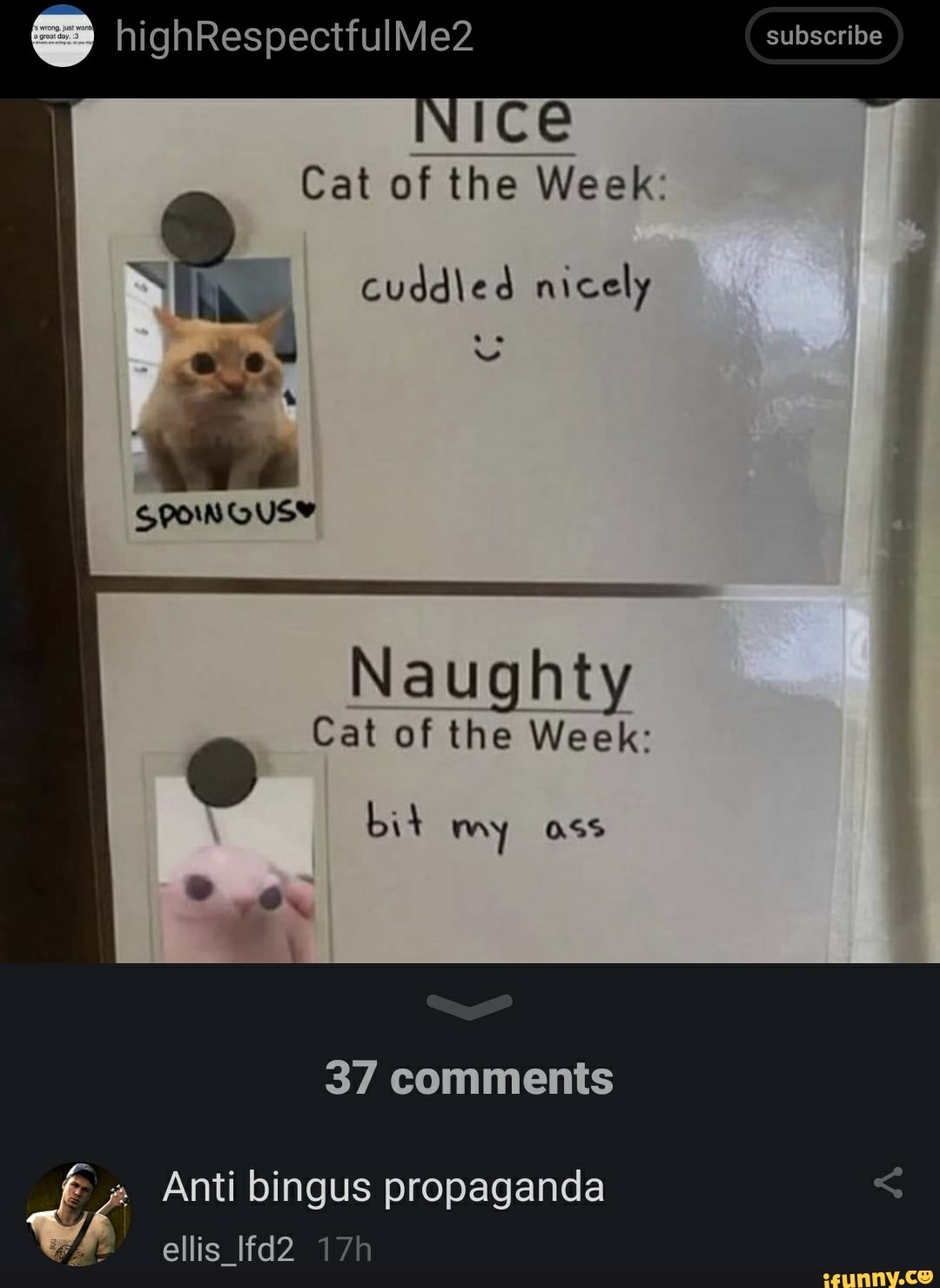 HighRespectfulMe2 subscribe Vice Cat of the Week. cuddled nicely ...