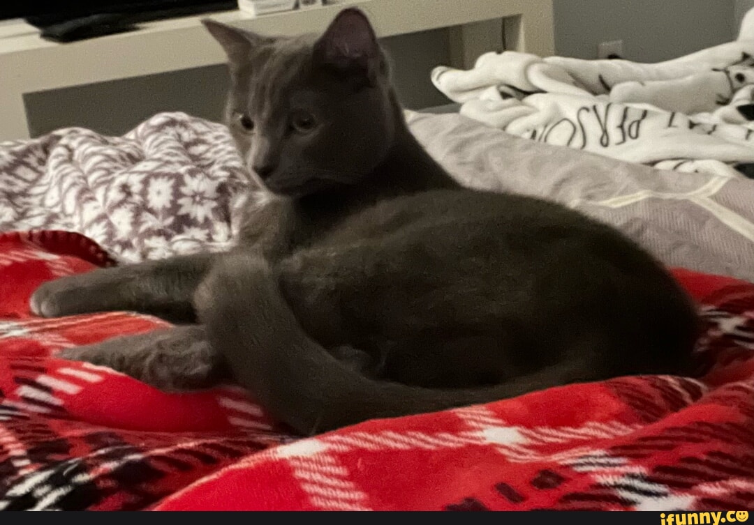 Cuddle memes. Best Collection of funny Cuddle pictures on iFunny