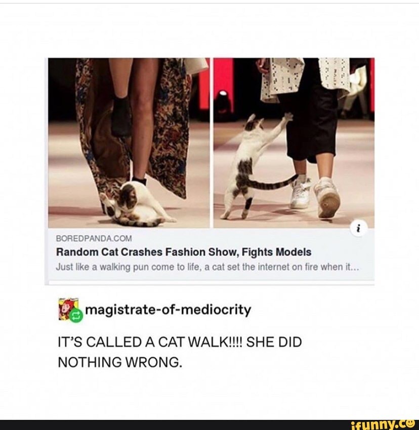 Random Cat Crashes Fashion Show, Fights Models Just like a walking pun ...