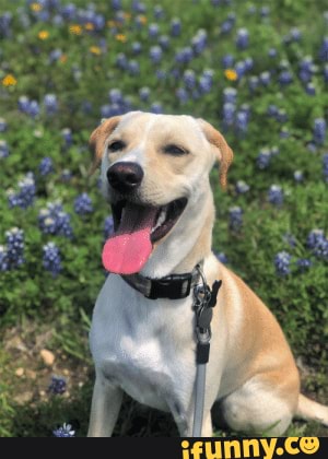 Bluebonnets memes. Best Collection of funny Bluebonnets pictures on iFunny