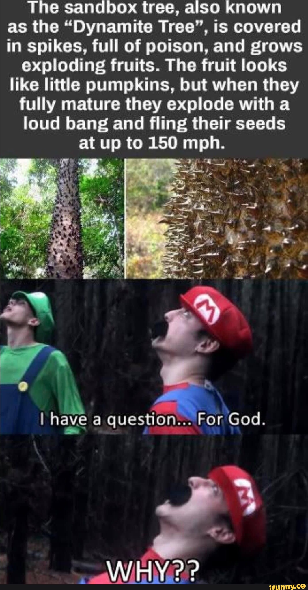 The sandbox tree, also known as the "Dynamite Tree", is covered in ...