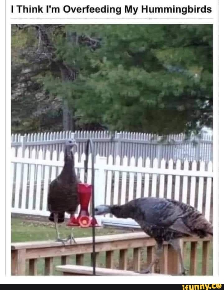 Think I'm Overfeeding My Hummingbirds - iFunny