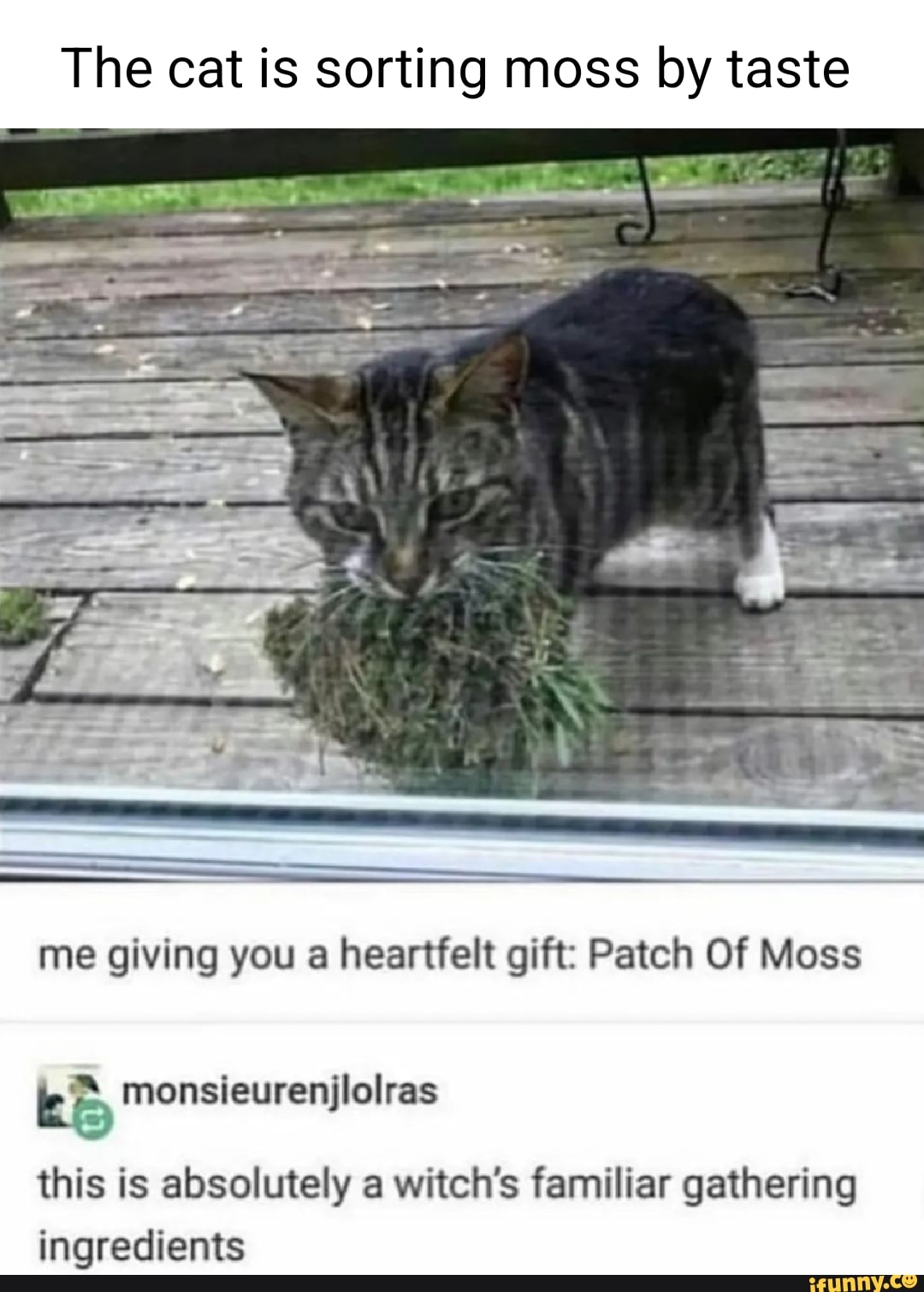 The cat is sorting moss by taste me giving you a heartfelt gift: Patch ...