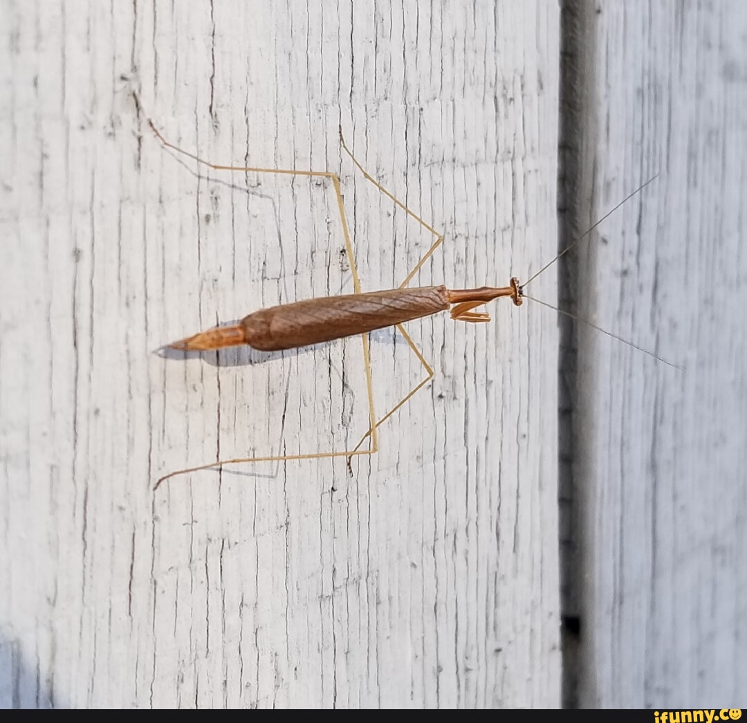 Praying_mantis memes. Best Collection of funny Praying_mantis pictures ...