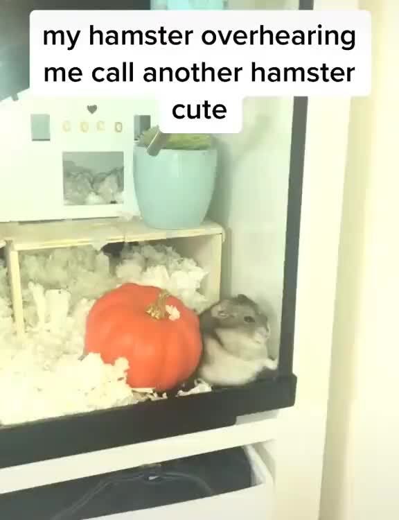 My hamster overhearing me call another hamster - iFunny :)