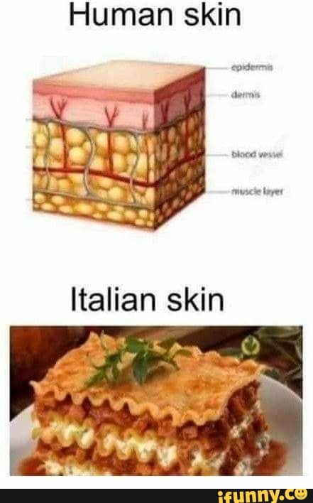 Human skin corderma derrns Dlocd wesiet muscle layer - iFunny
