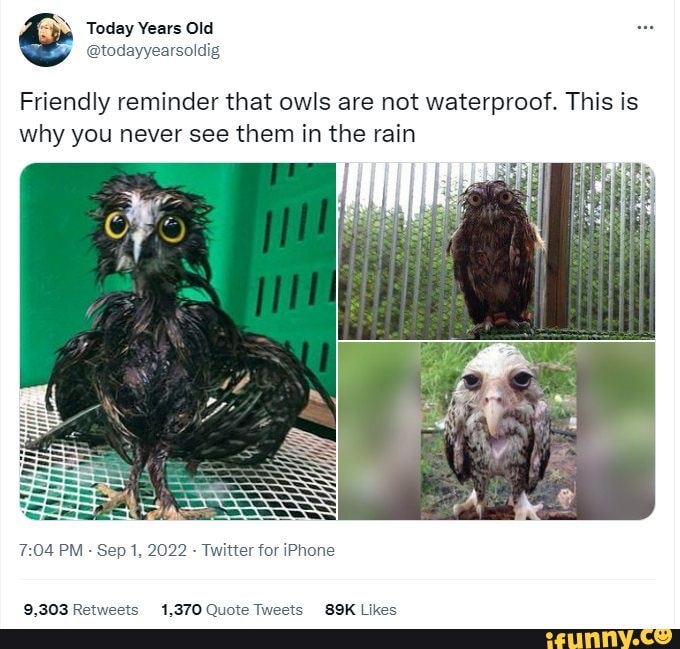 Today Years Friendly reminder that owls are not waterproof. This is why ...