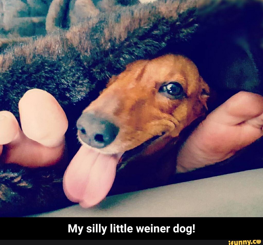 Teckel memes. Best Collection of funny Teckel pictures on iFunny