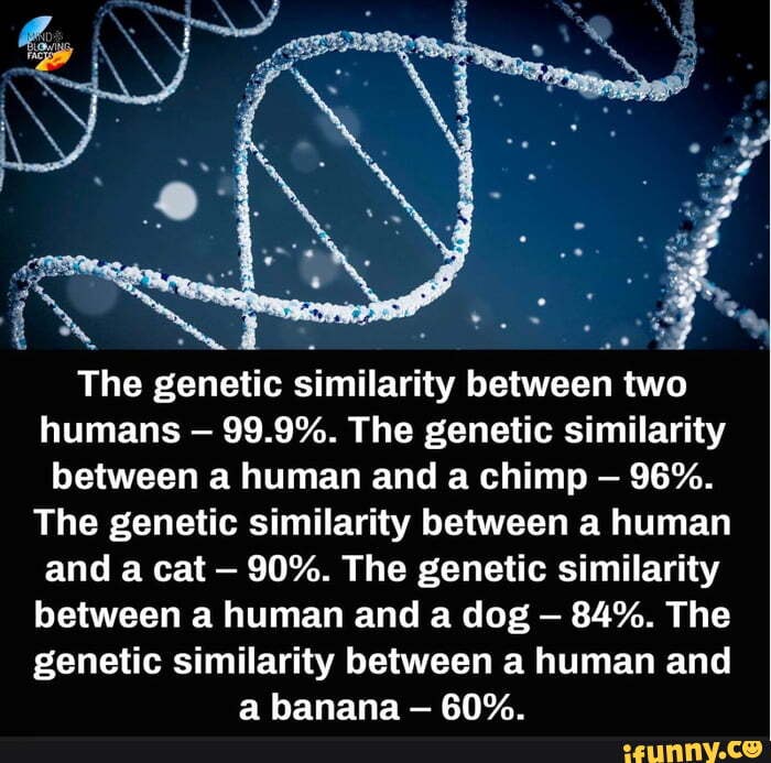 The genetic similarity between two humans 99.9%. The genetic similarity ...