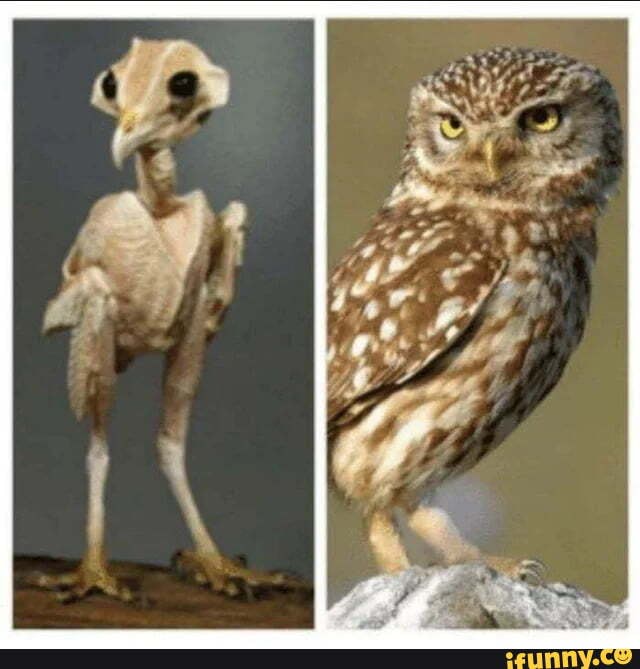 Barn_owl memes. Best Collection of funny Barn_owl pictures on iFunny