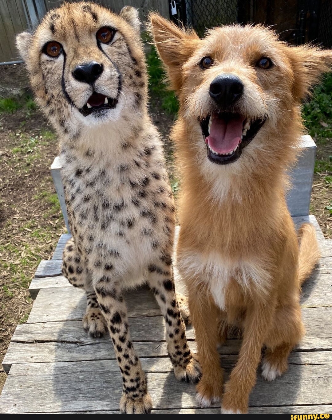 Cheetah memes. Best Collection of funny Cheetah pictures on iFunny