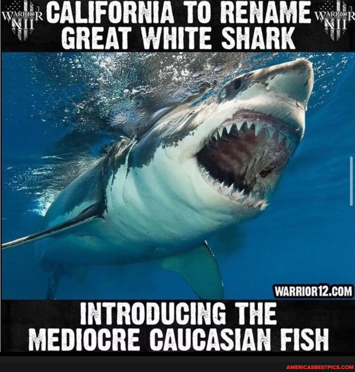 CALIFORNIA TO RENAME GREAT WHITE SHARK WARRIOR INTRODUCING THE MEDIOCRE ...