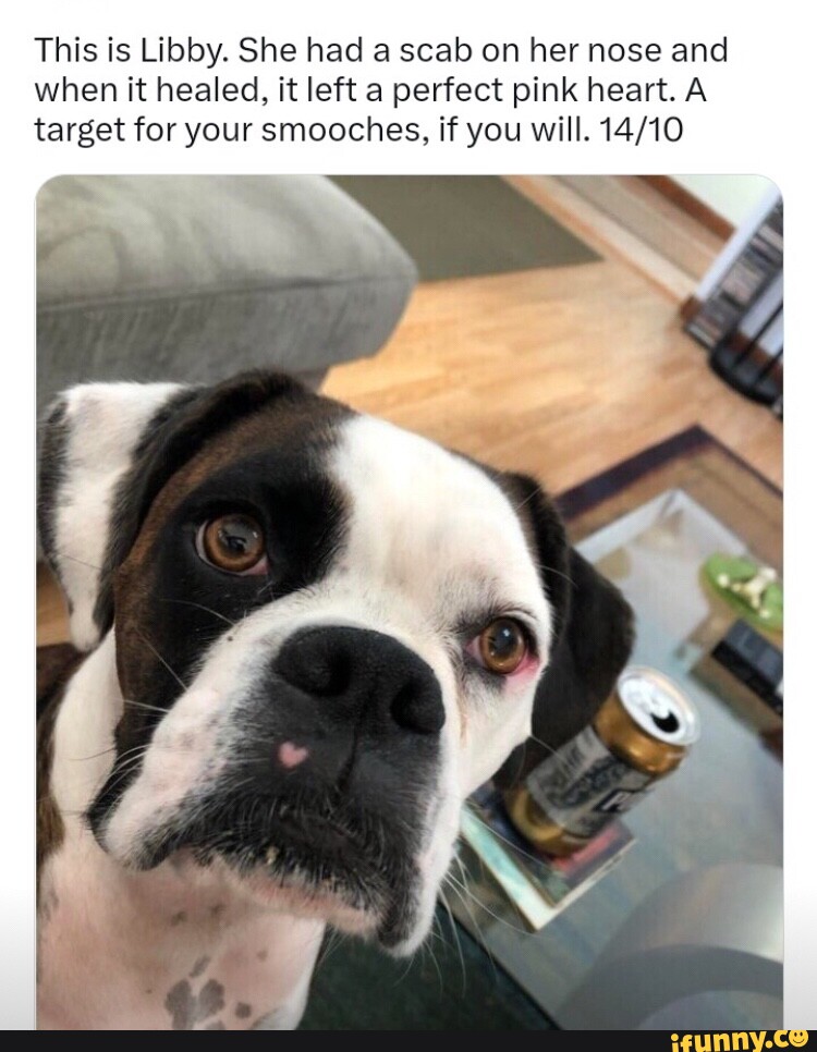 This is Libby. She had a scab on her nose and when it healed, it left a ...
