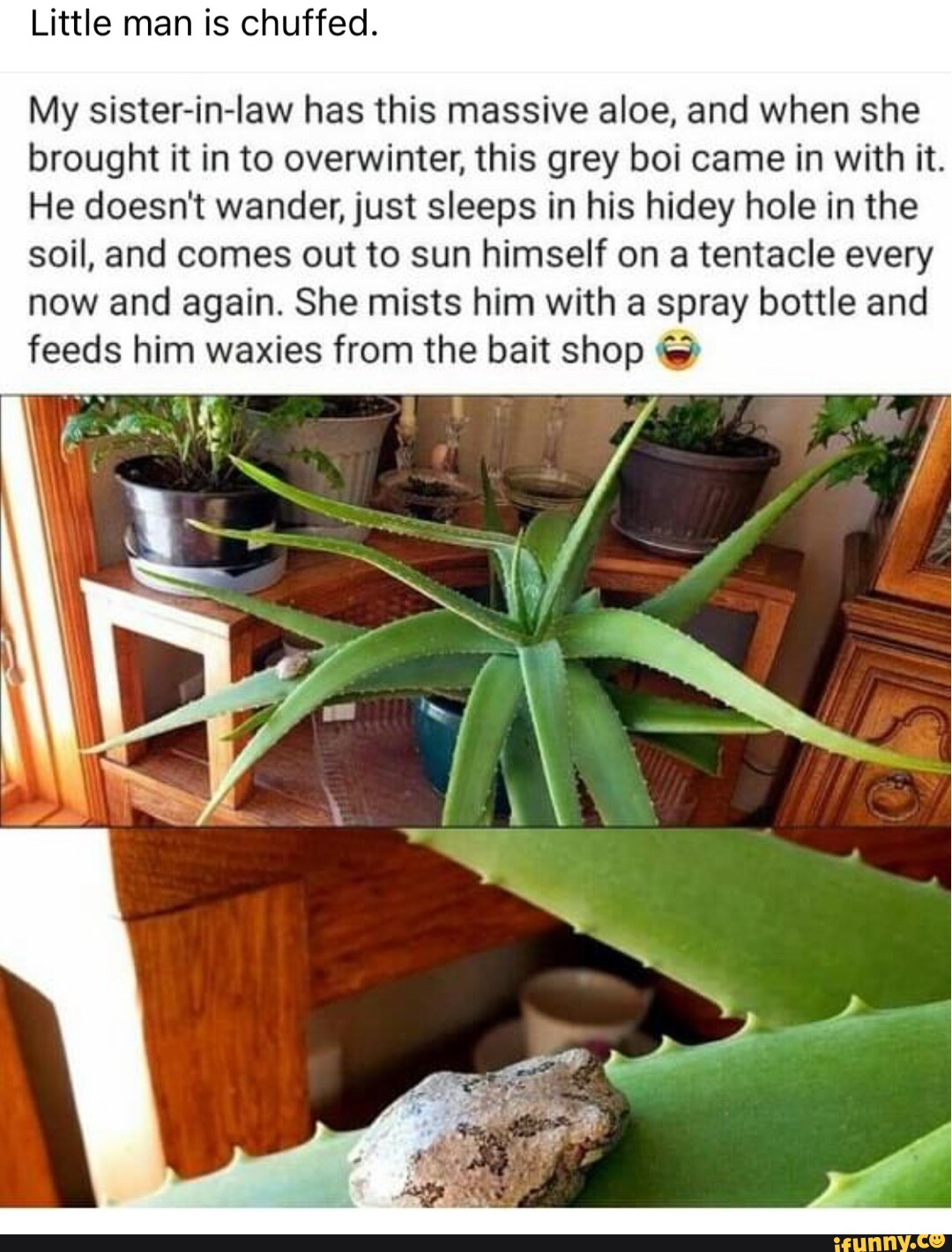 Little man is chuffed. My sister-in-law has this massive aloe, and when ...