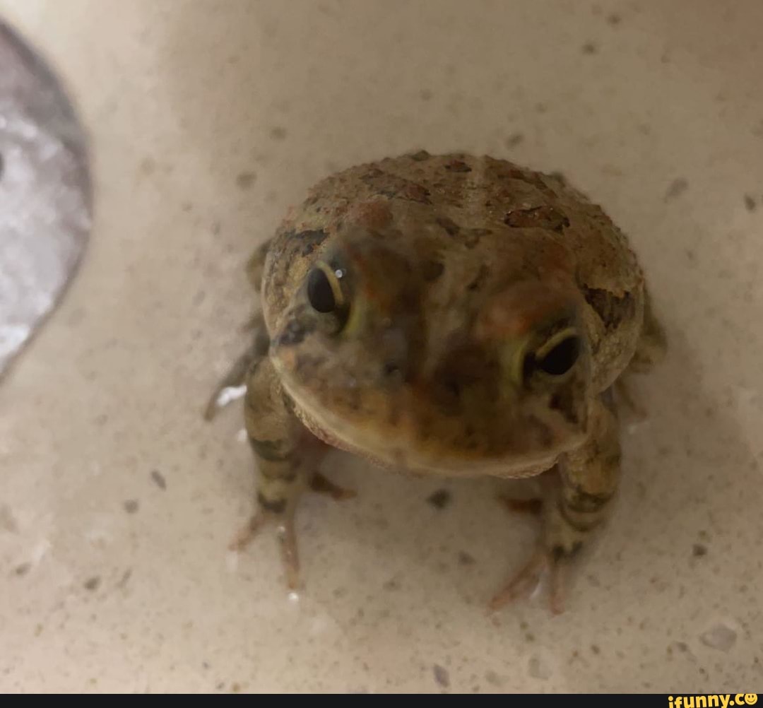 Froglove memes. Best Collection of funny Froglove pictures on iFunny