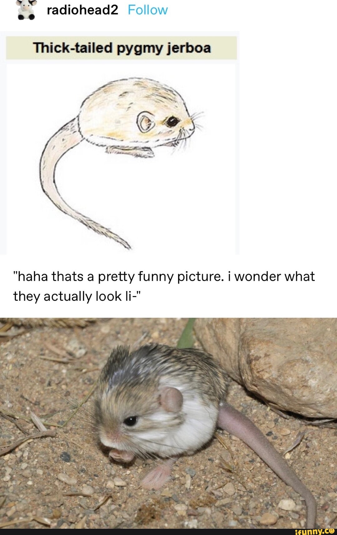 Jerboa memes. Best Collection of funny Jerboa pictures on iFunny