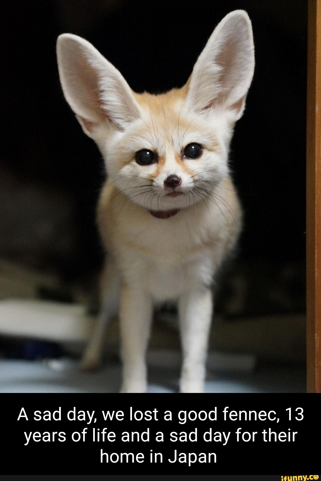 A sad day, we lost a good fennec, 13 years of life and a sad day for ...
