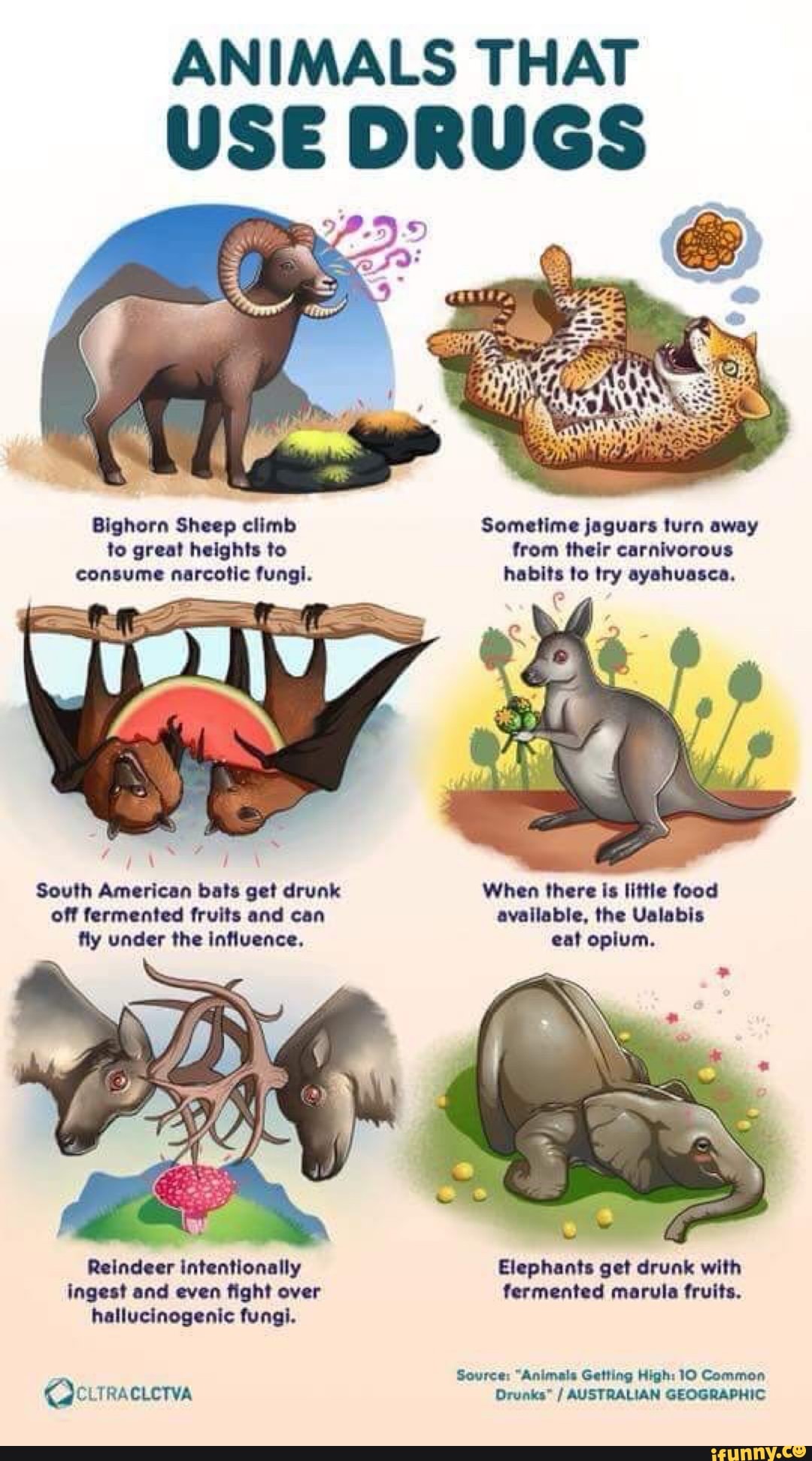 ANIMALS THAT USE DRUGS Source: "Animals Getting High: 10 Common ...
