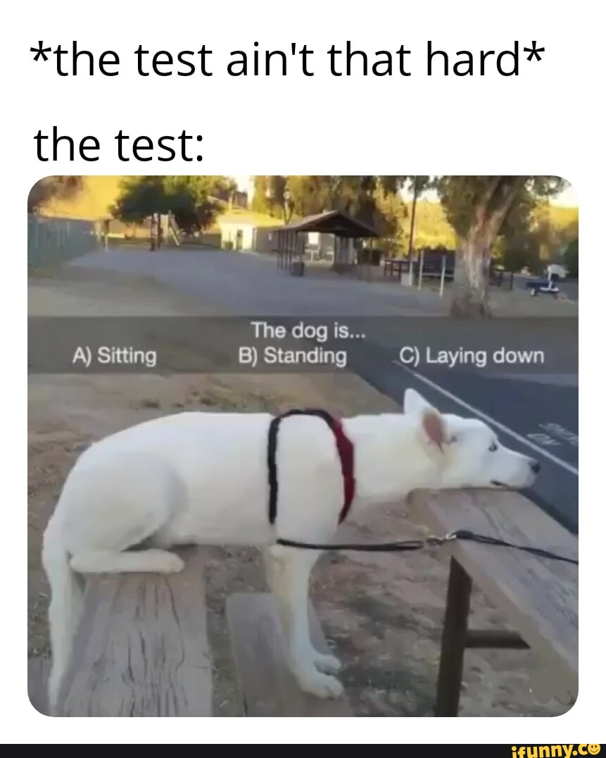 *the test ain't that hard* the test: The dog is... A) Sitting B ...