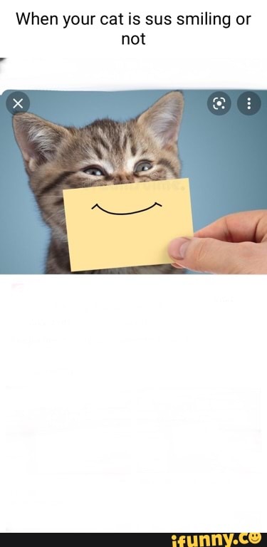 When your cat is sus smiling or not - iFunny