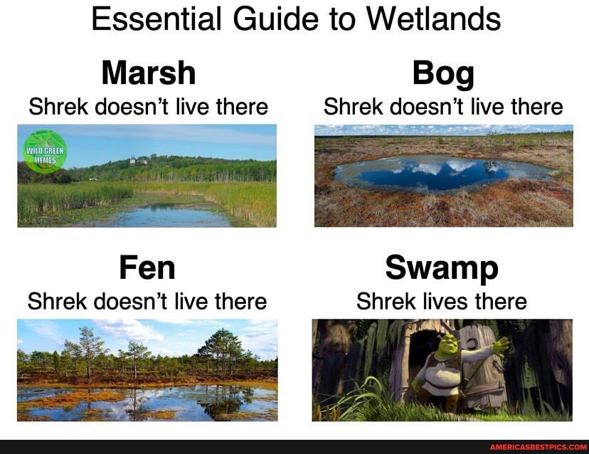 Essential Guide to Wetlands Marsh Bog Shrek doesn't live there Shrek ...