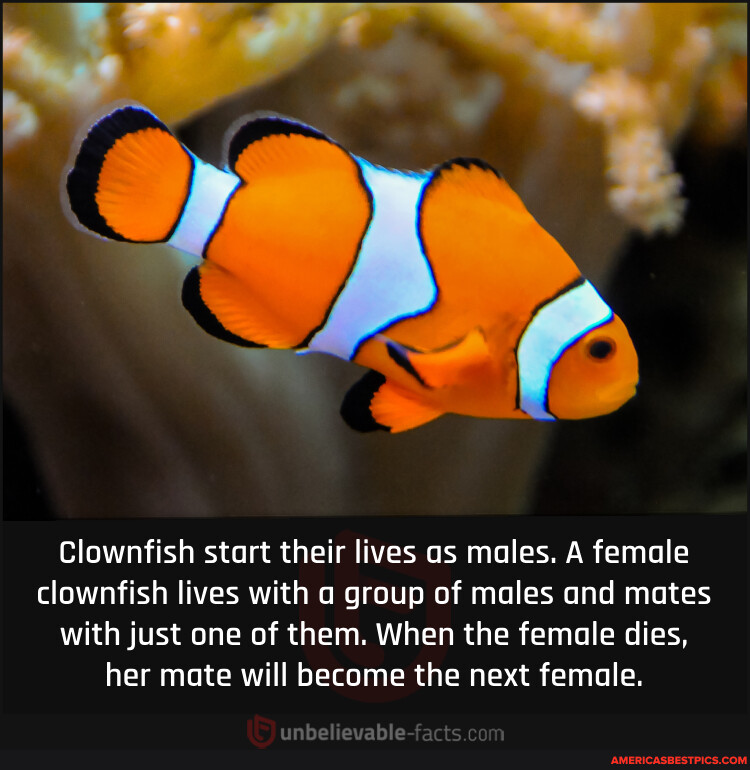 N/A - Clownfish start their lives as males. female clownfish lives with ...