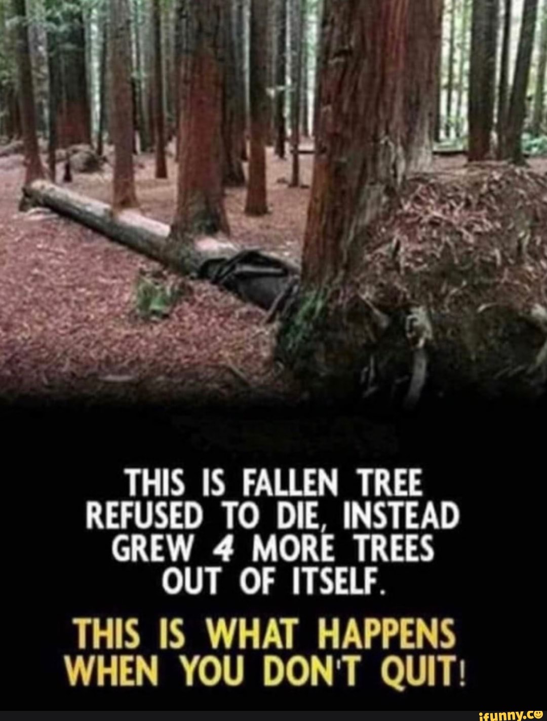 THIS IS FALLEN TRE REFUSED TO DIE, INSTEAD GREW 4 MORE TREES OUT OF ...