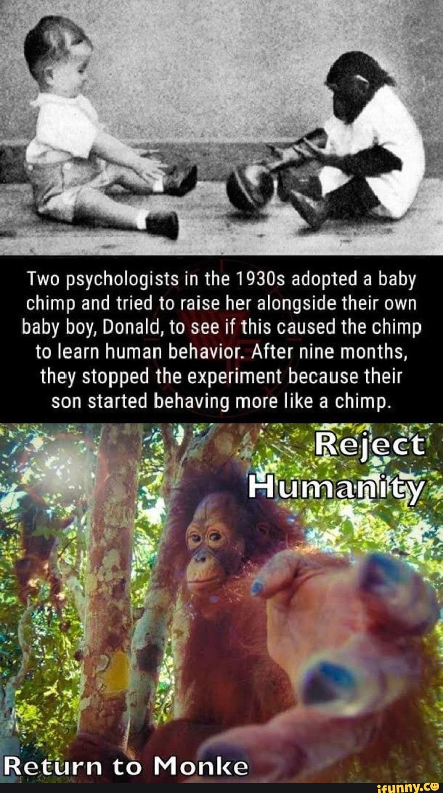 Two psychologists in the 1930s adopted a baby chimp and tried to raise ...